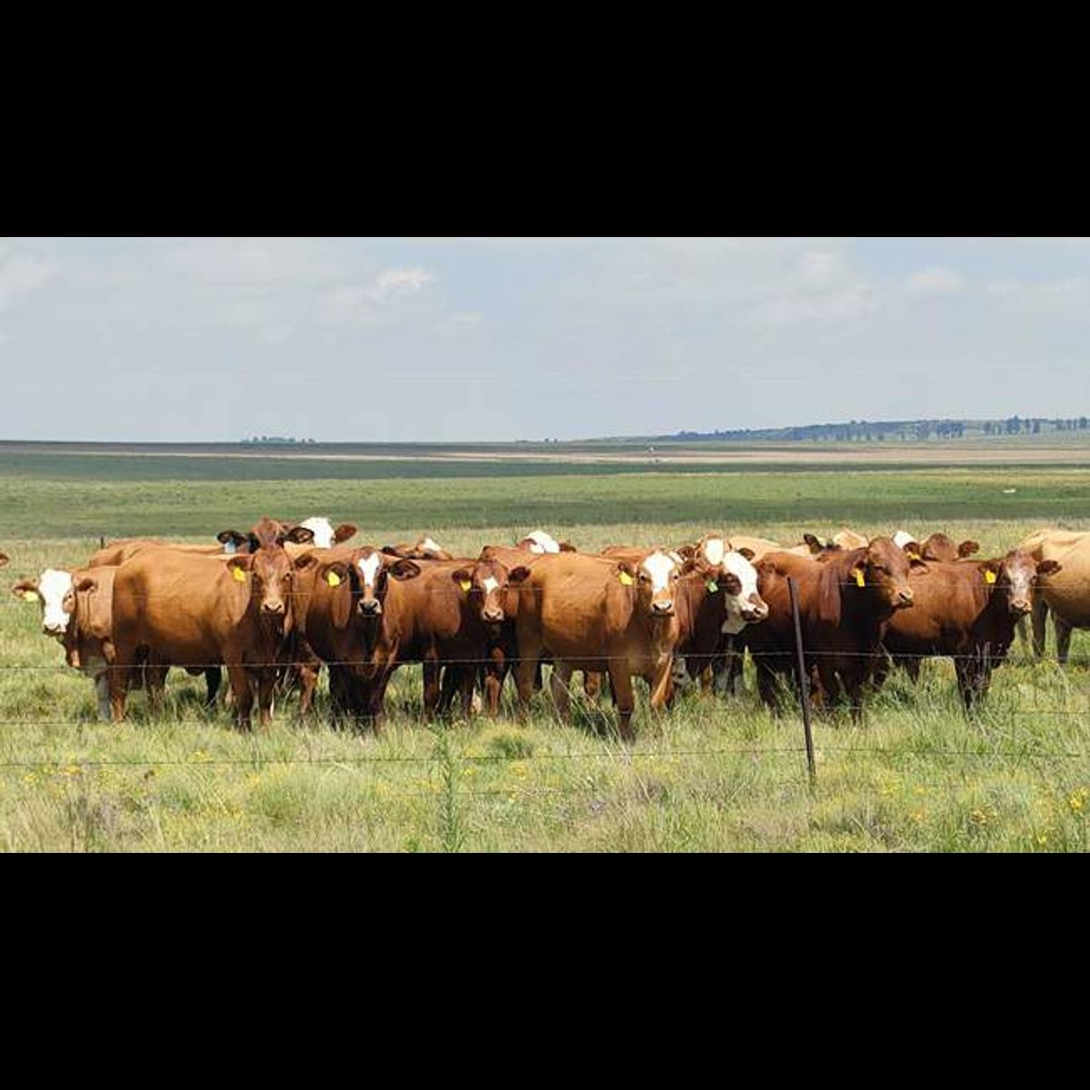 Bek-en-klouseer omvattende gids